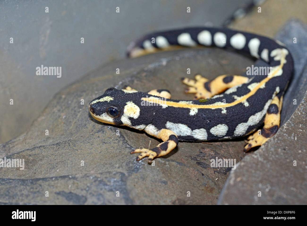 Kaiser's spotted newt (Neurergus kaiseri), also known as the Luristan ...
