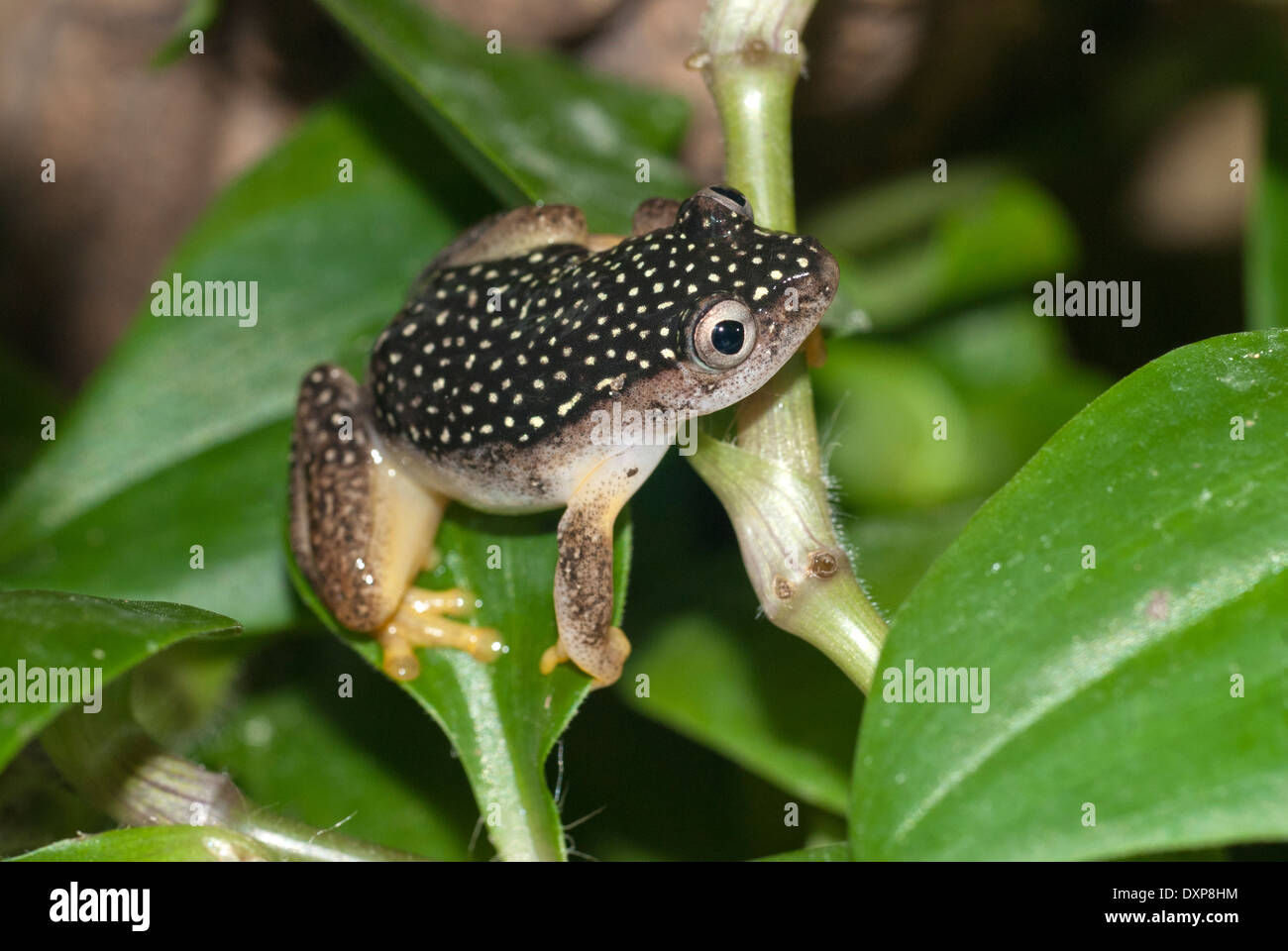 Starry night reed frog hi-res stock photography and images - Alamy