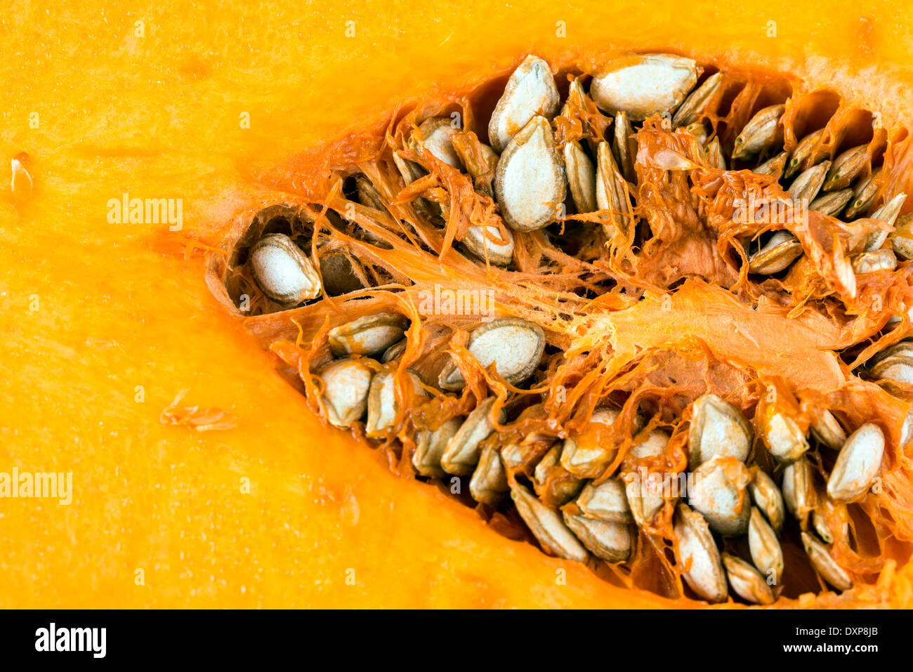 Butternut squash (Cucurbita moschata), also known in Australia and New ...