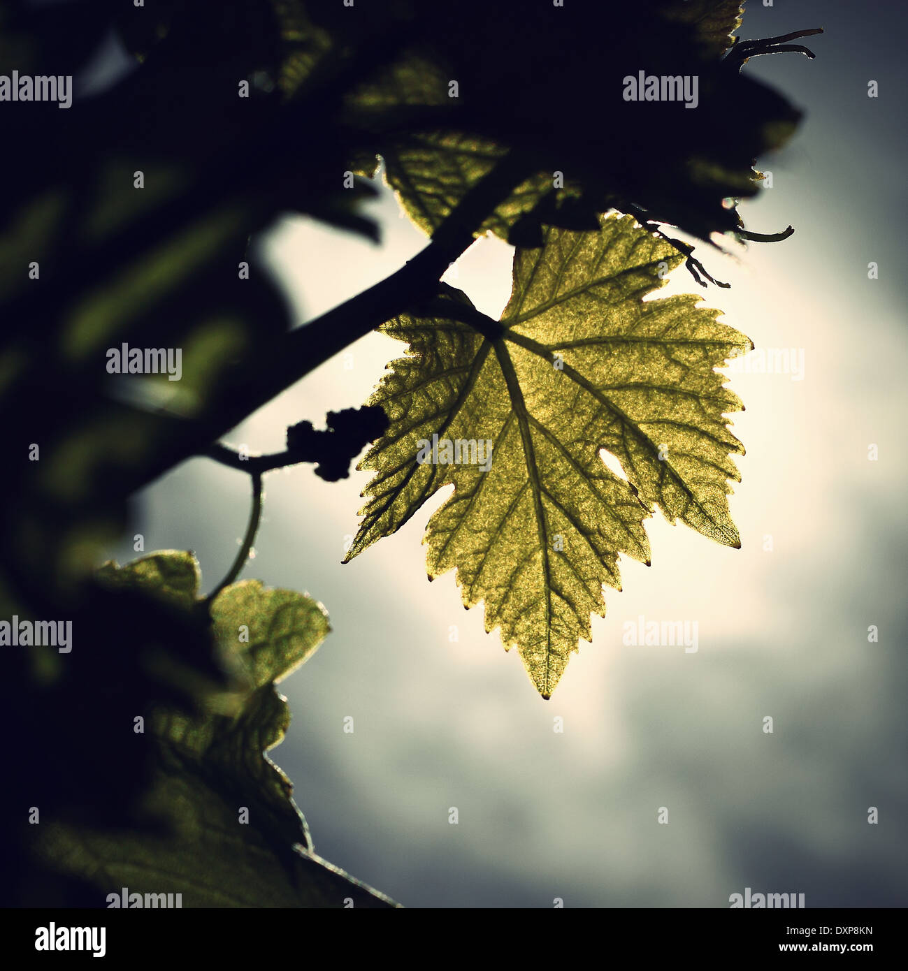 Leaf in front sun hi-res stock photography and images - Alamy
