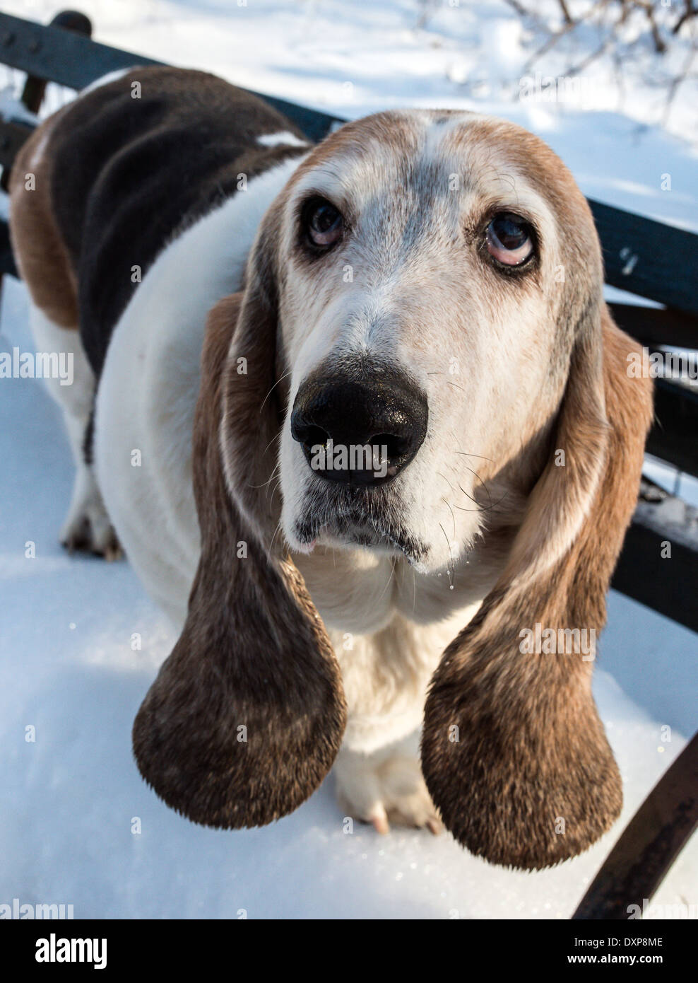 Basset Hound is a short-legged breed of dog of the hound family Stock ...