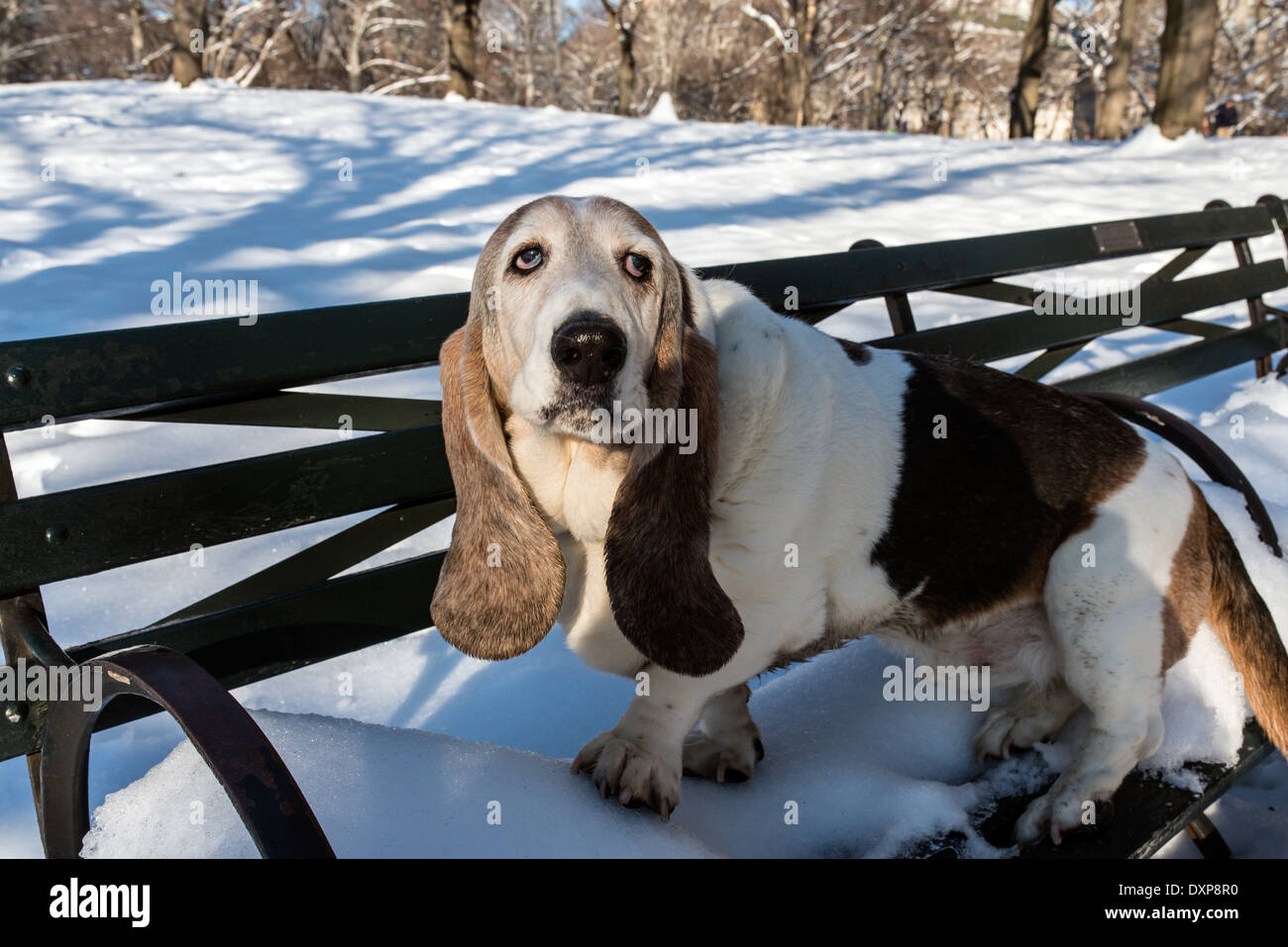 Basset Hound is a short-legged breed of dog of the hound family Stock ...