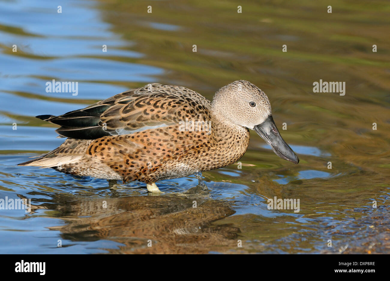 Red Shoveler Duck - Anas platalea Female Stock Photo - Alamy