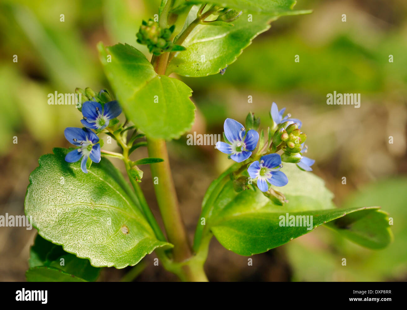 Brooklime flowers - Veronica beccabunga Small wetland Speedwell Stock ...