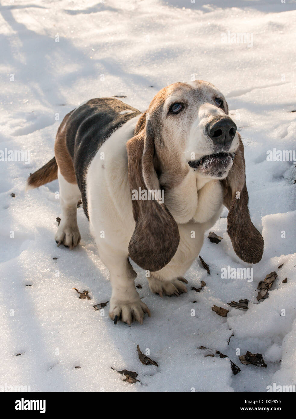 Basset Hound Running In Snow