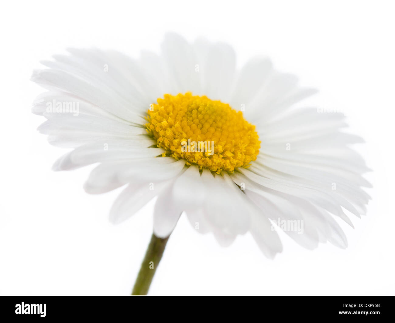 Daisy flower isolated on a white background Stock Photo - Alamy