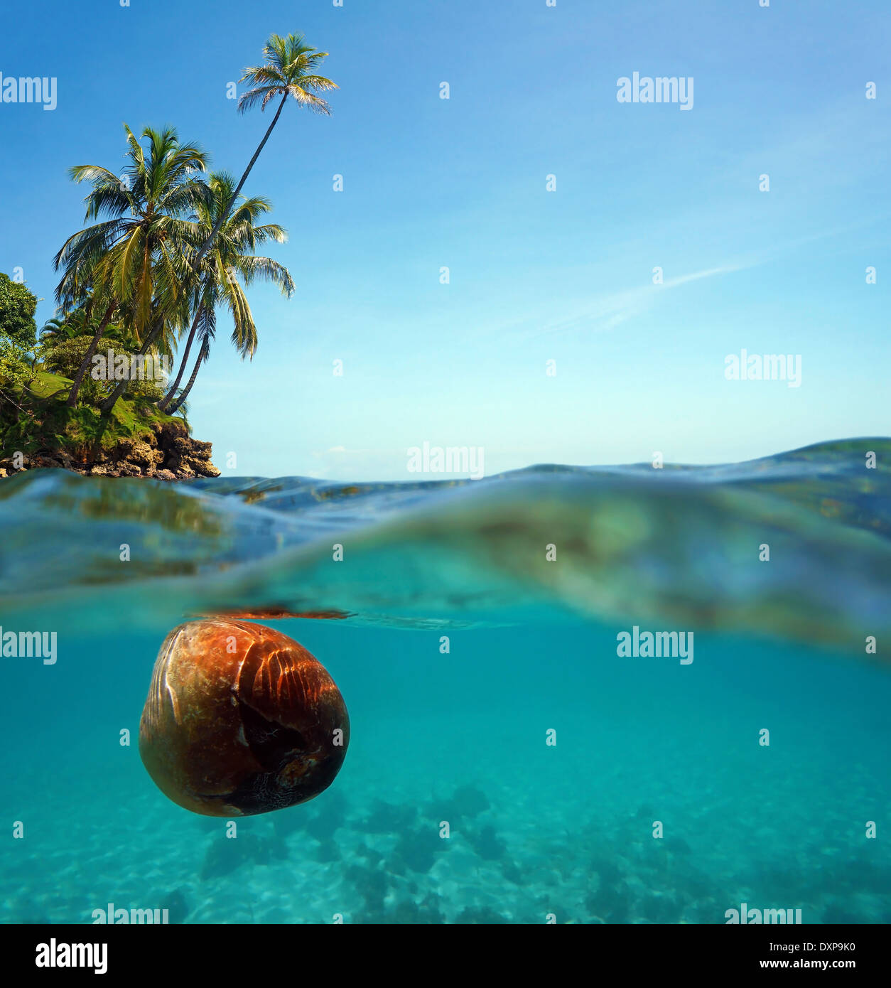 Coconut floating caribbean hi-res stock photography and images - Alamy