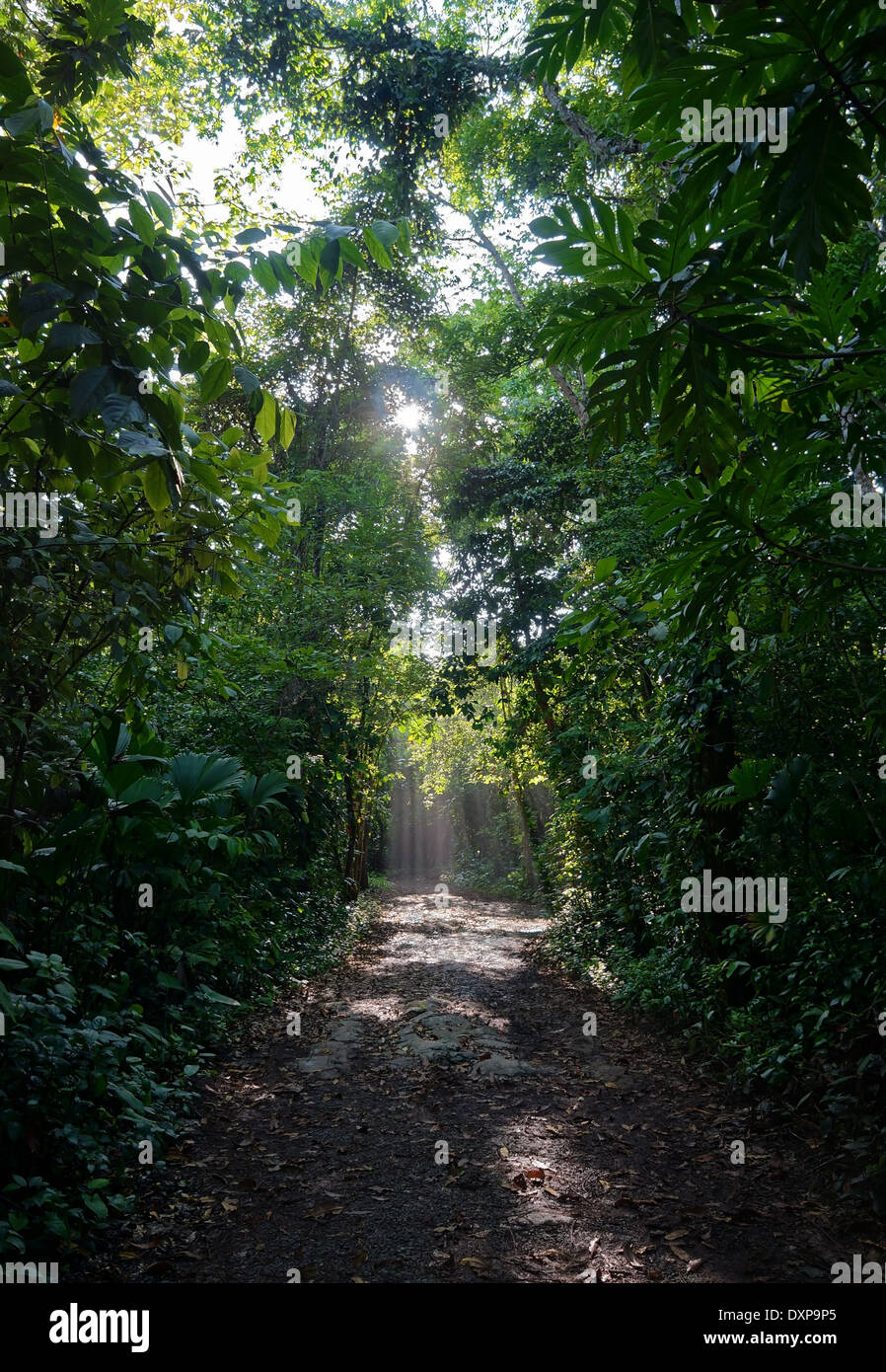 Jungle path hi-res stock photography and images - Alamy