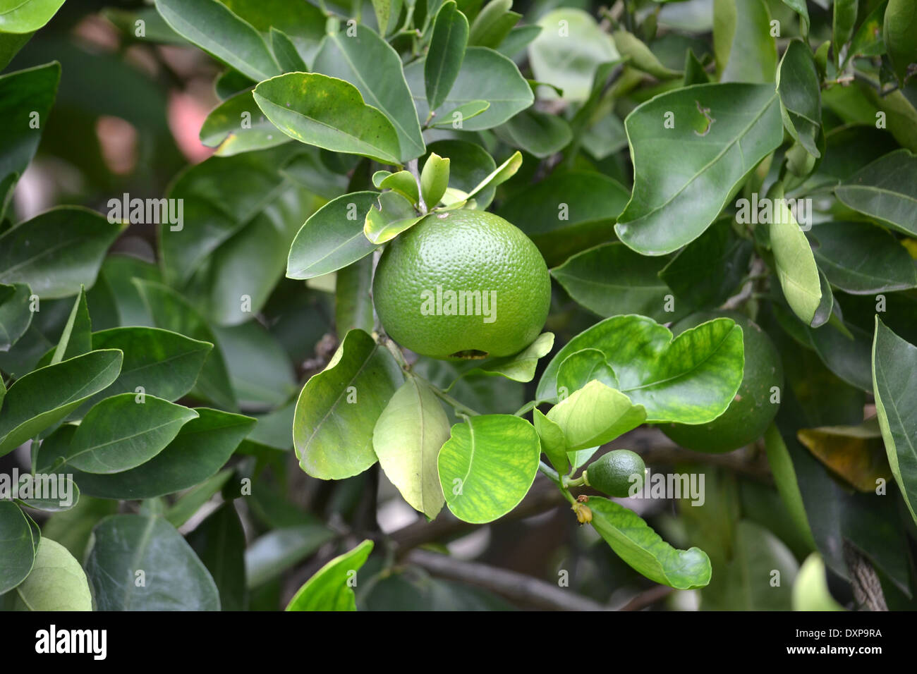 Tangelo fruit hi-res stock photography and images - Alamy