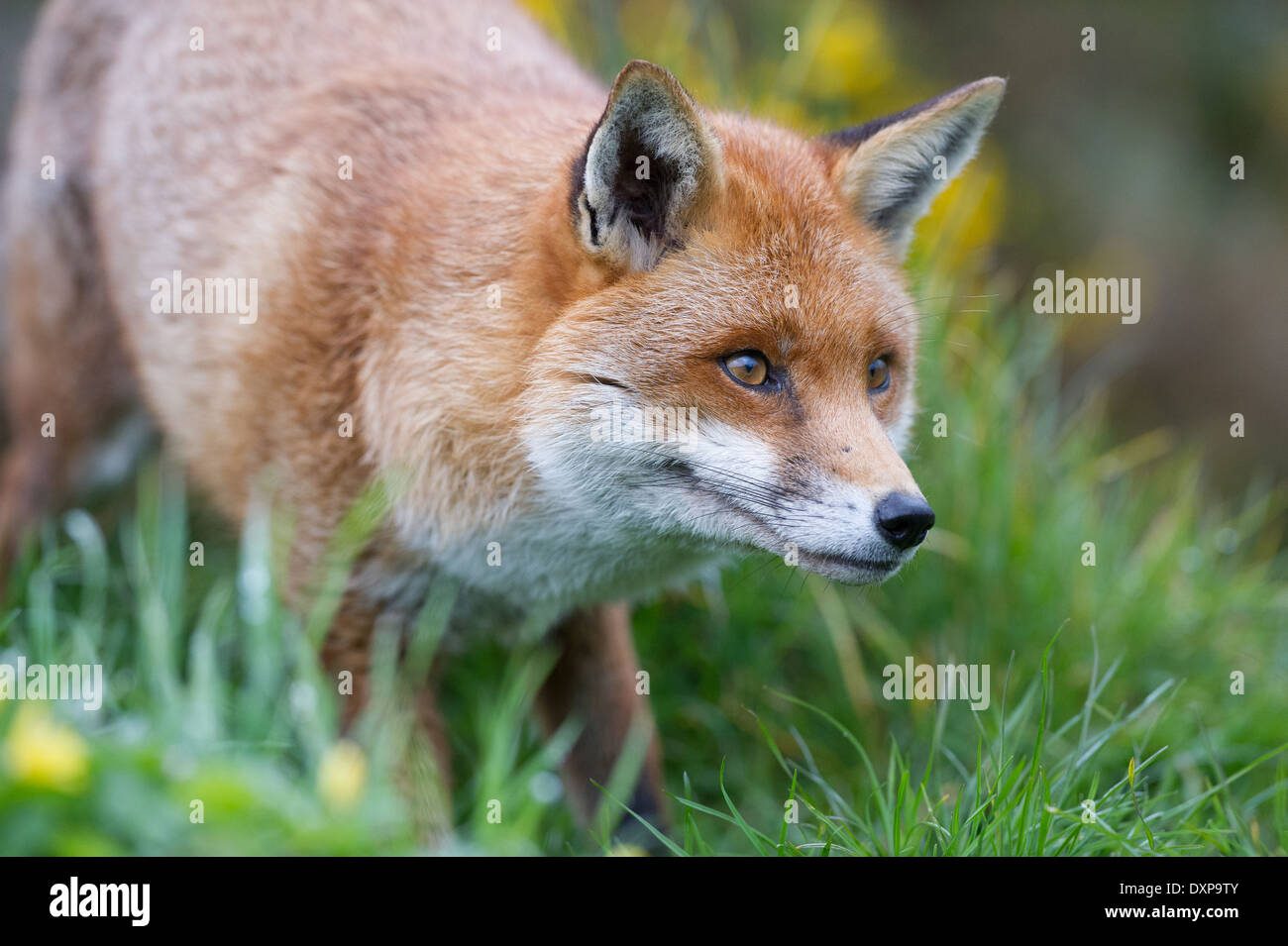 Vulpes hi-res stock photography and images - Alamy