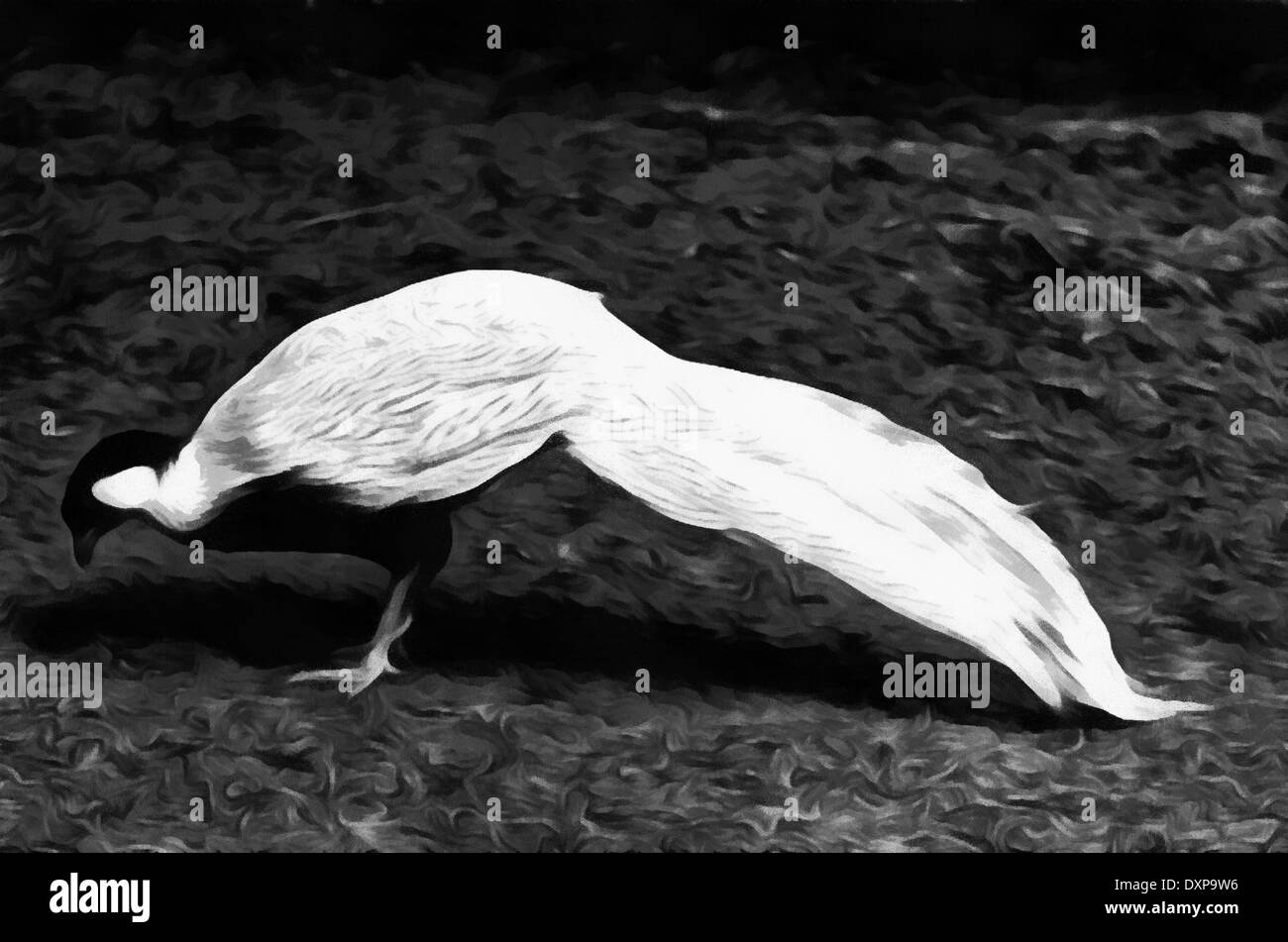 Pheasants image Black and White Stock Photos & Images - Alamy