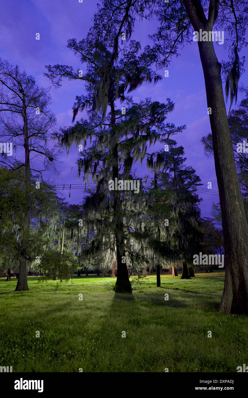 Cypress Tree Images