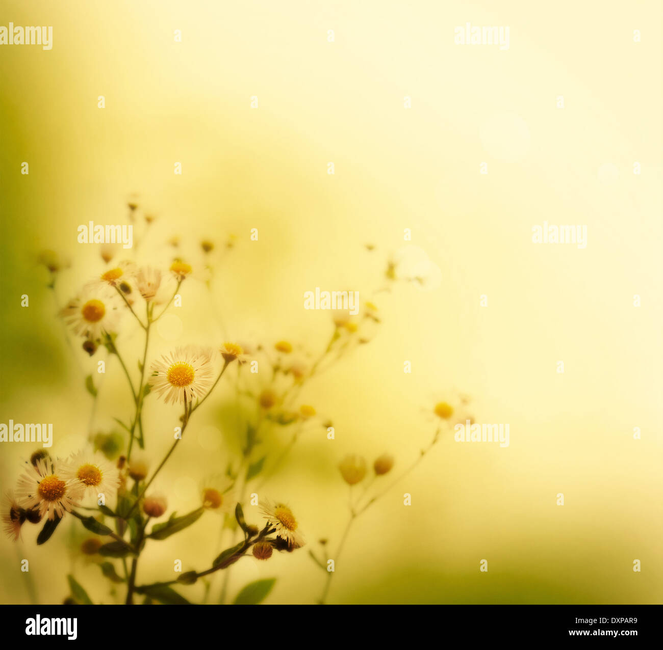 Design flowers background. Spring or summer floral nature background ...