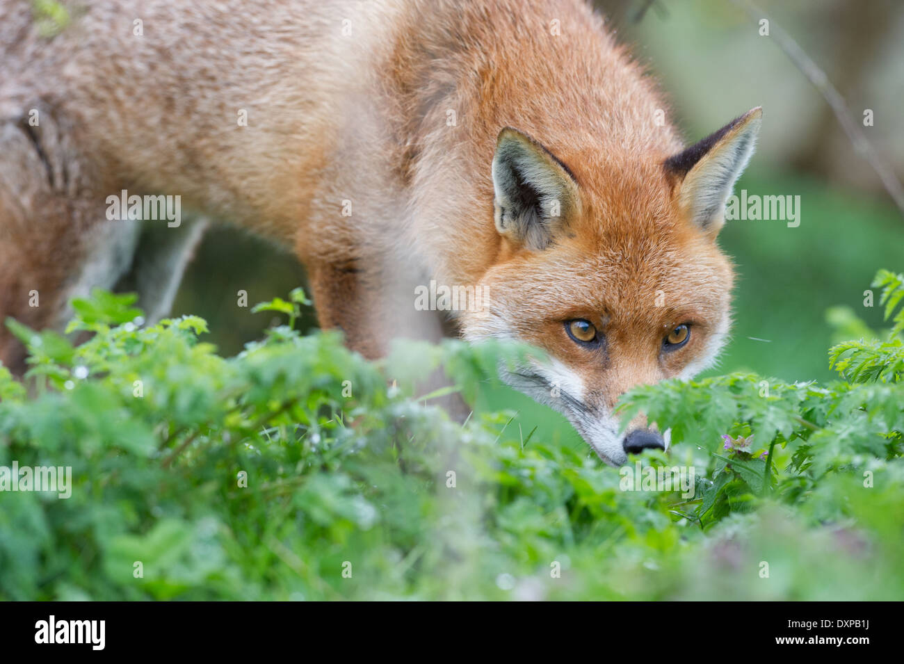 Red fox uk hi-res stock photography and images - Alamy