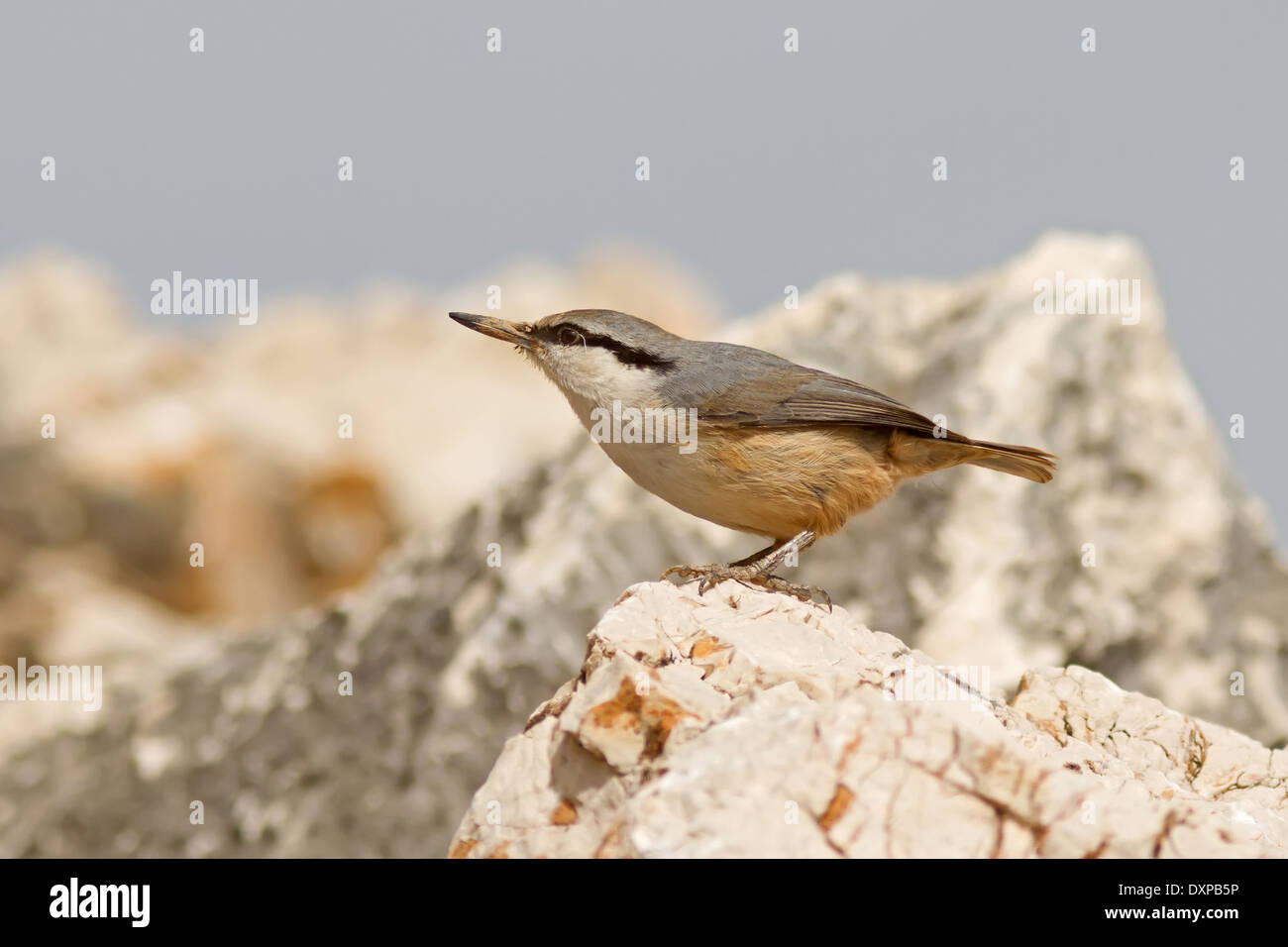 A Western Rock Nuthatch (Sitta neumayer) standing om a rock Stock Photo ...