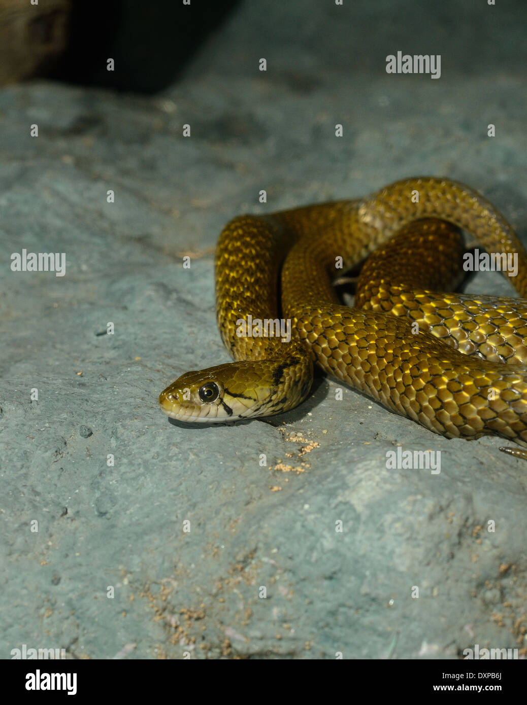 beautiful Chequered Keelback (Xenochrophis piscator) in terrarium Stock ...