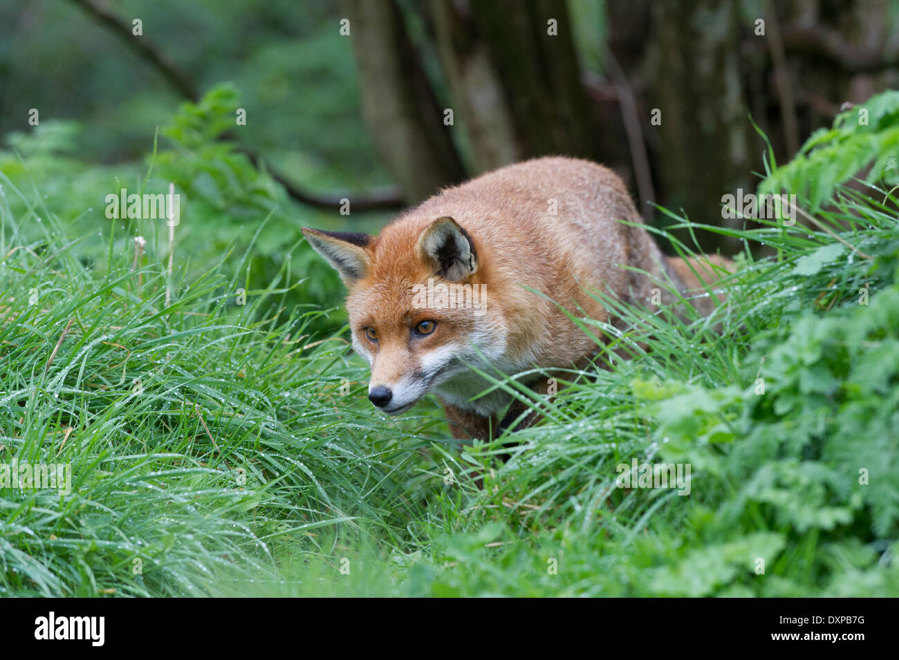 Red fox in springtime hi-res stock photography and images - Alamy
