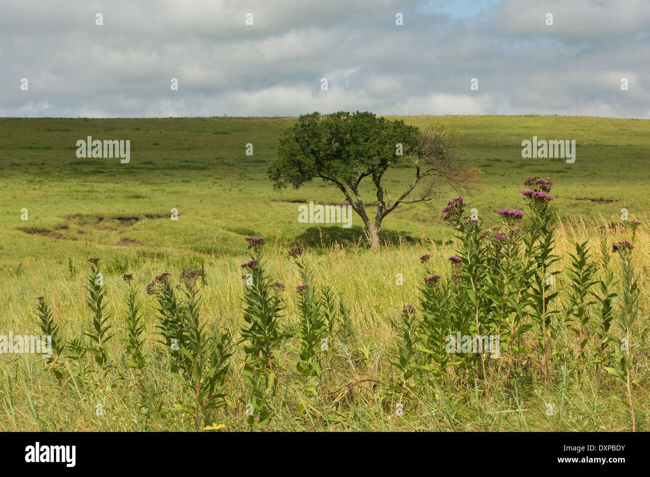 Tallgrass prairie national park kansas hi-res stock photography and ...