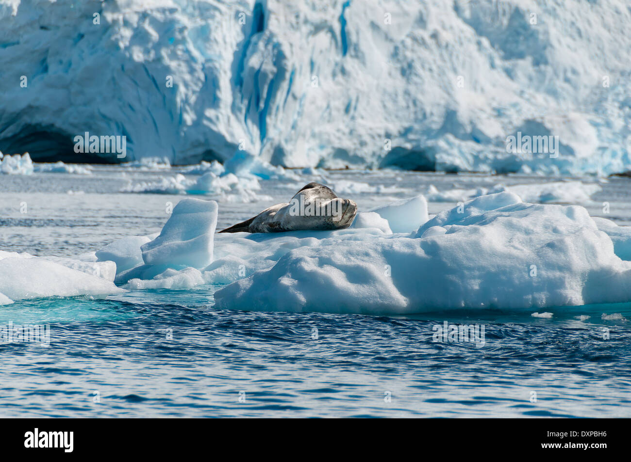 Leopard seal antarctica hi-res stock photography and images - Alamy