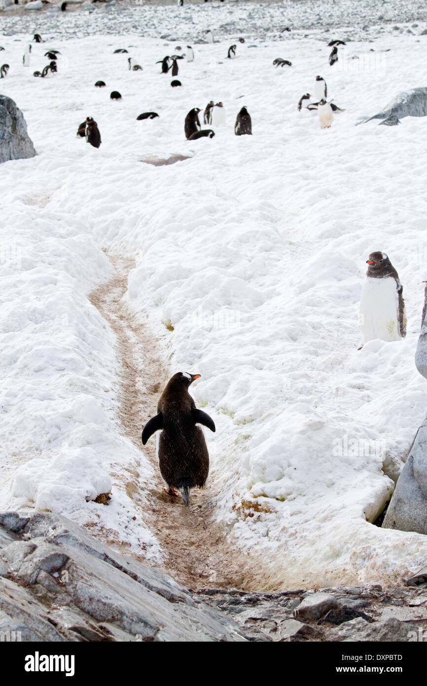 Penguin highway hi-res stock photography and images - Alamy