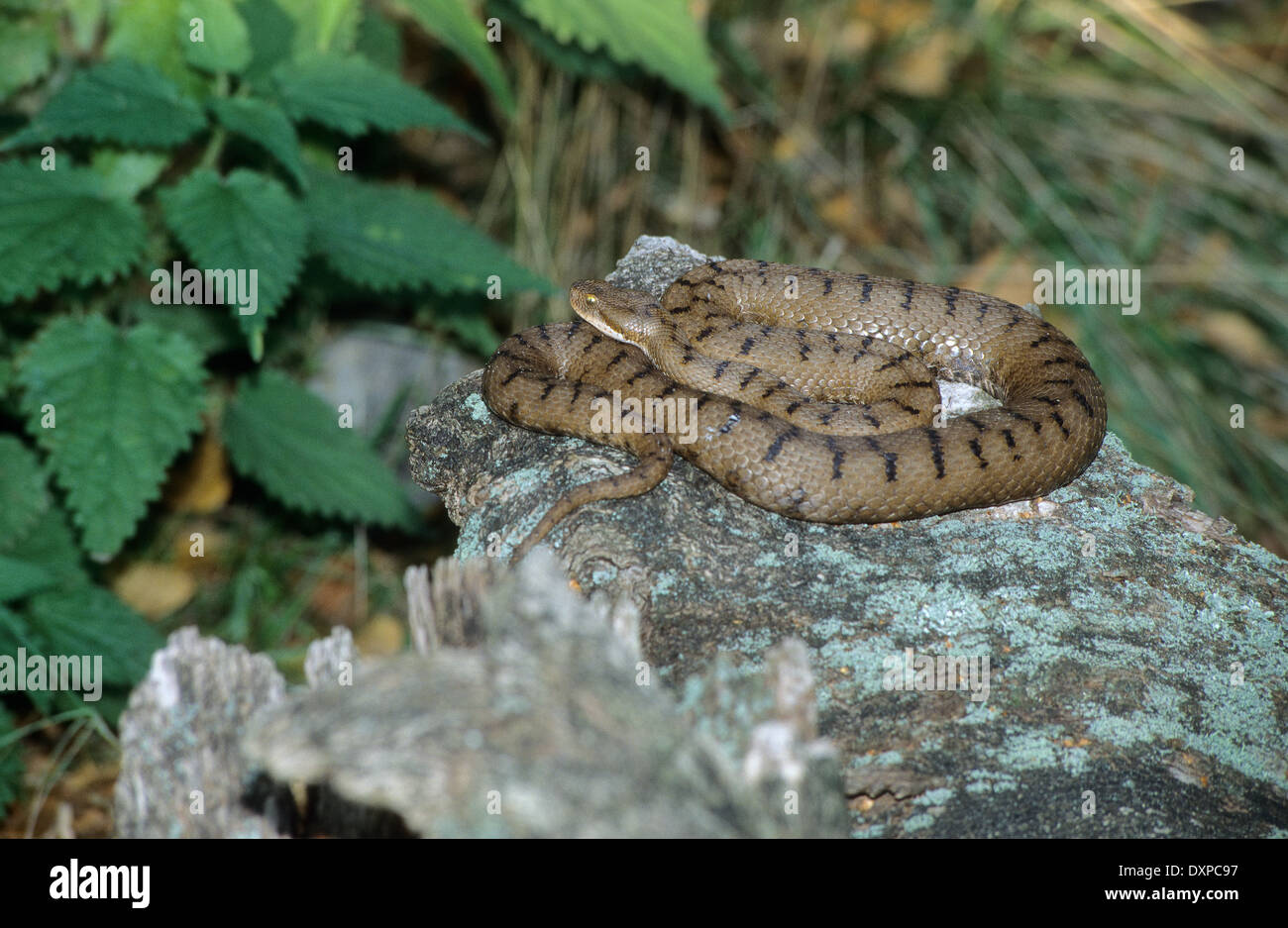 La vipere aspic hi-res stock photography and images - Alamy
