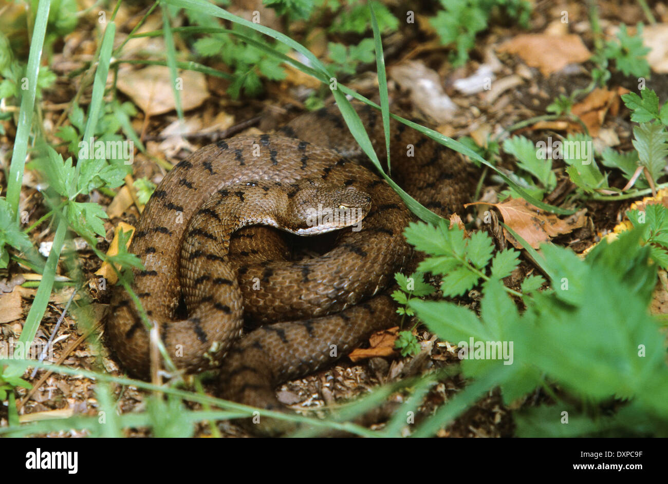 Asp, asp viper, European asp, aspic viper, Aspisviper, Aspis-Viper ...