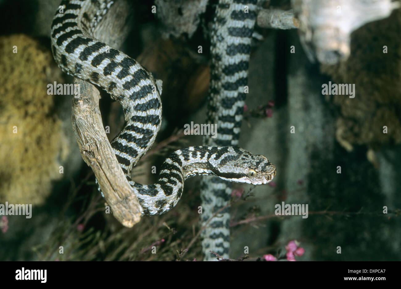 Snakes aspic hi-res stock photography and images - Alamy
