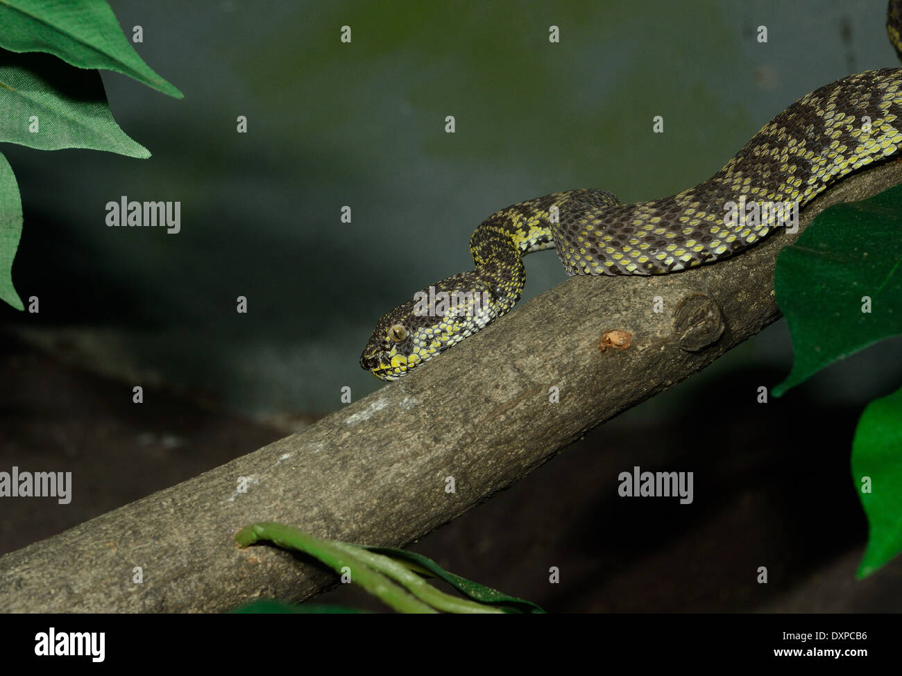 beautiful Mangrove Pit-viper (Trimeresurus purpureomaculatus) in ...