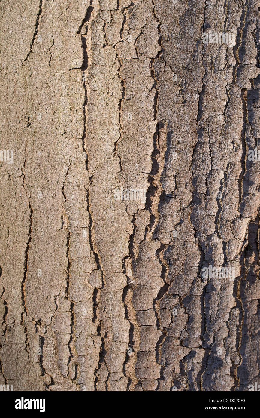 Sycamore, Erable sycomore, maple, bark, rind, Berg-Ahorn, Rinde, Borke ...