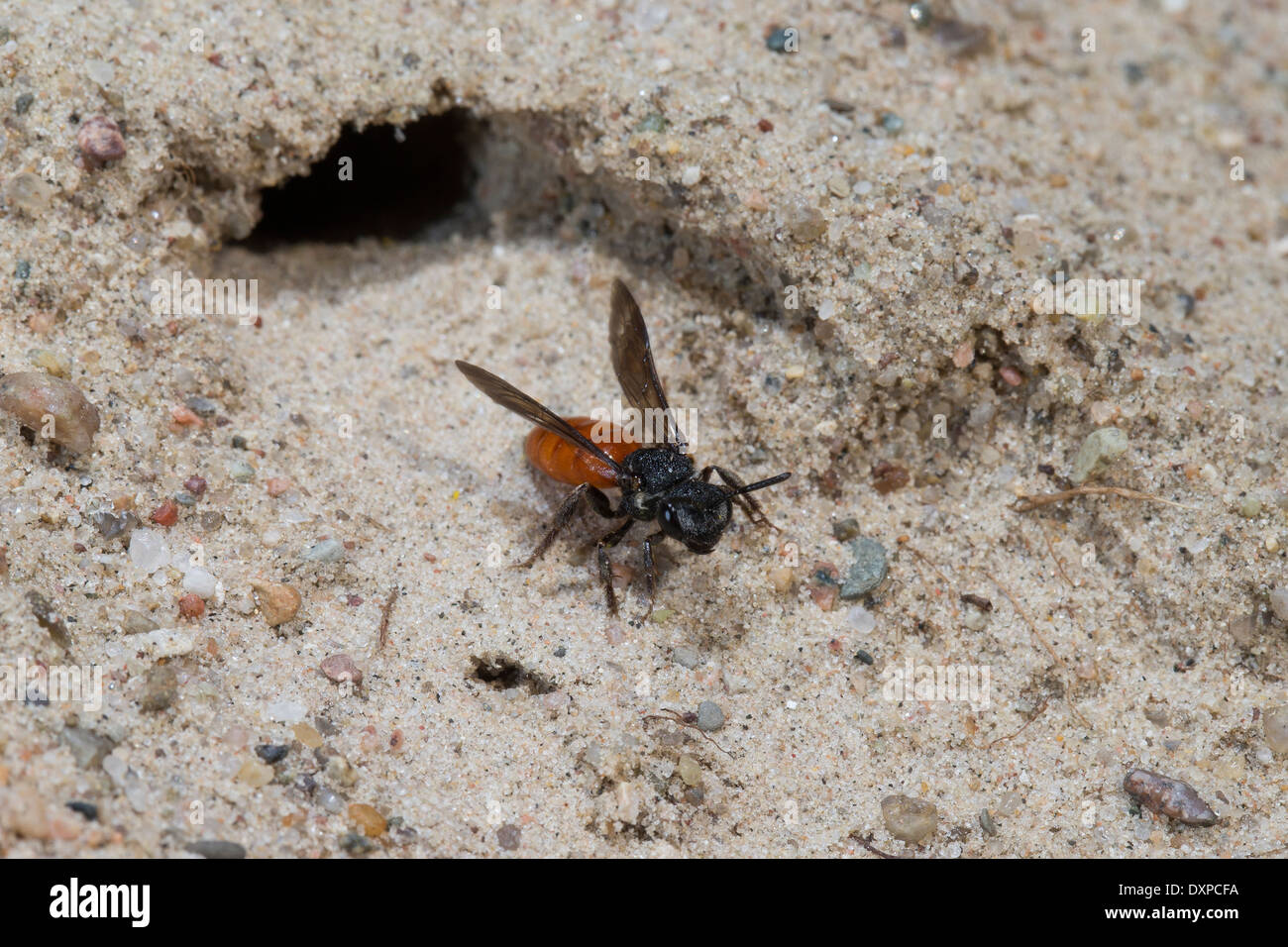 Sweat bee, Halictid Bee, Große Blutbiene, Auen-Buckelbiene ...
