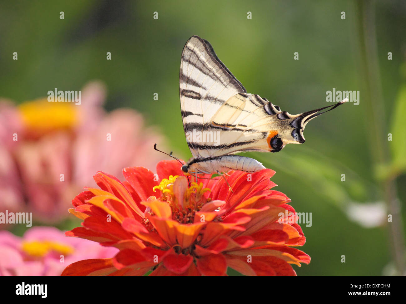 Garden insect hi-res stock photography and images - Alamy