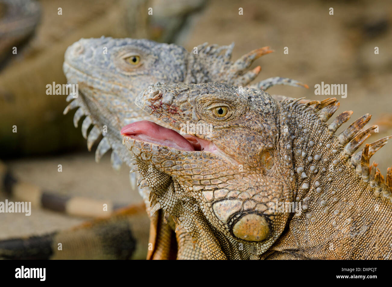 Honduras, Honduran Bay Islands, Roatan, Iguana Farm. Wild Green iguanas ...