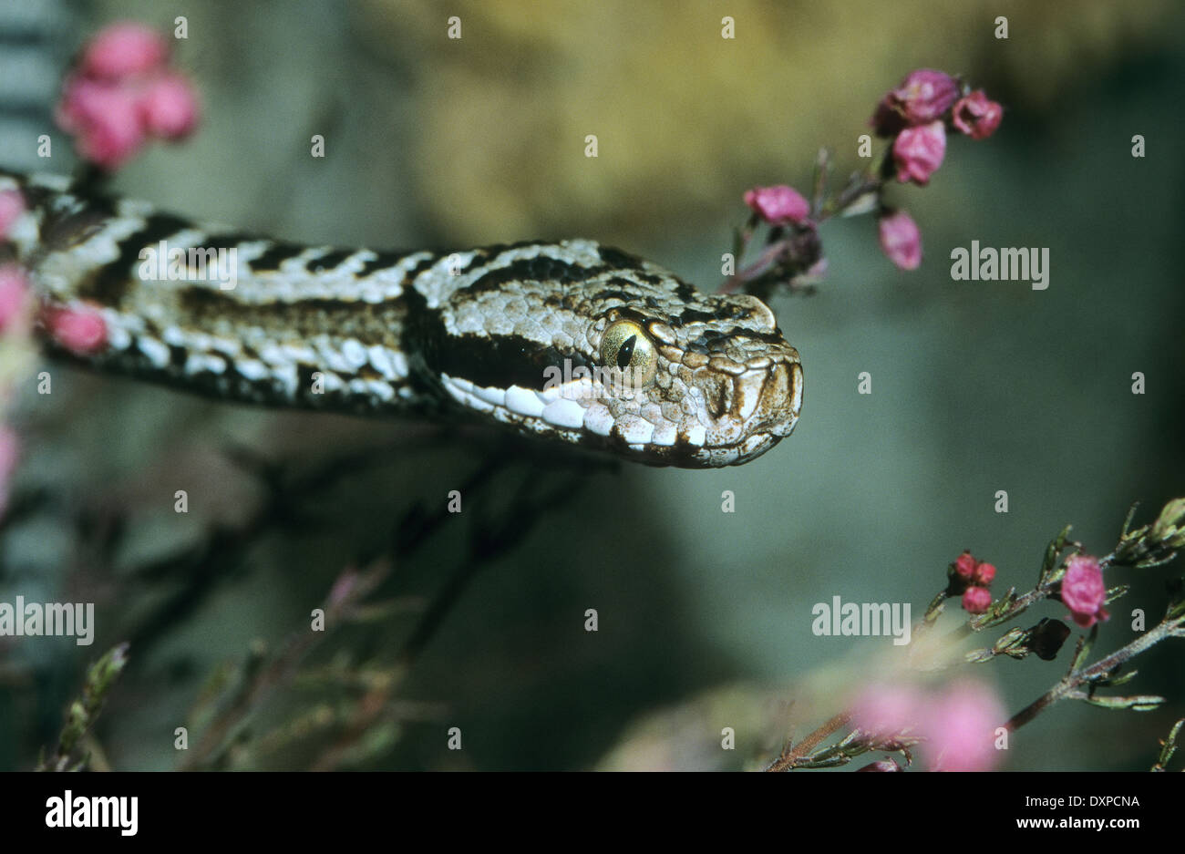 Asp, asp viper, European asp, aspic viper, Aspisviper, Aspis-Viper ...
