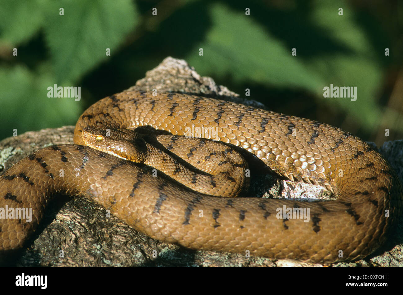 Asp, asp viper, European asp, aspic viper, Aspisviper, Aspis-Viper ...