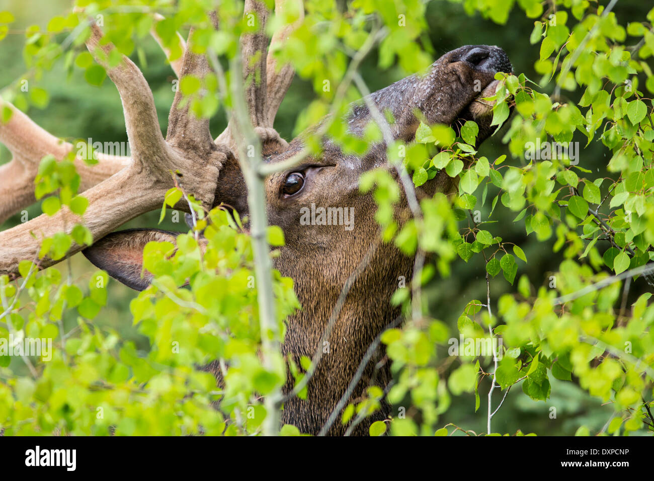 A bull elk reaches to eat spring leaves in the Banff National Park in ...
