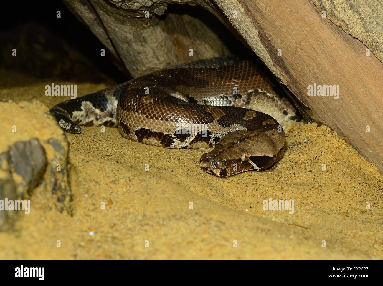 beautiful Blood Python (Python curtus) sleeping in terrarium Stock ...