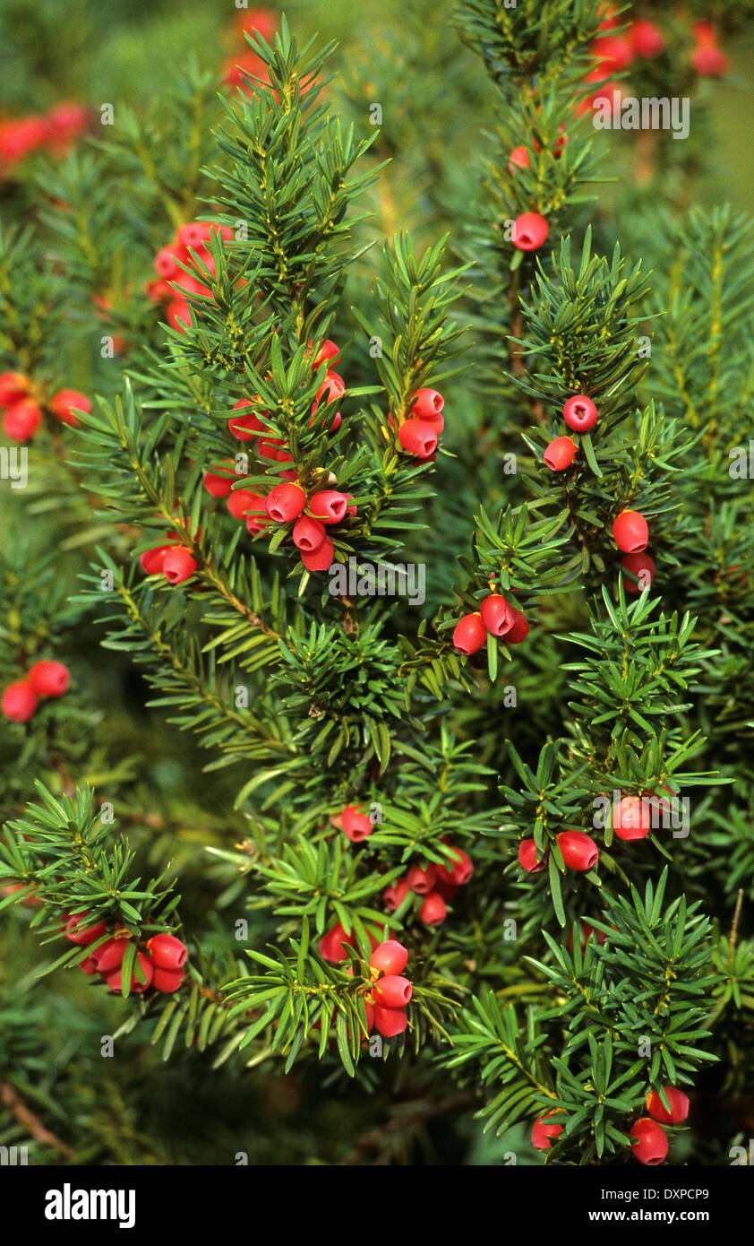 Common Yew, English Yew, Europäische Eibe, Gewöhnliche Eibe, Beeren ...
