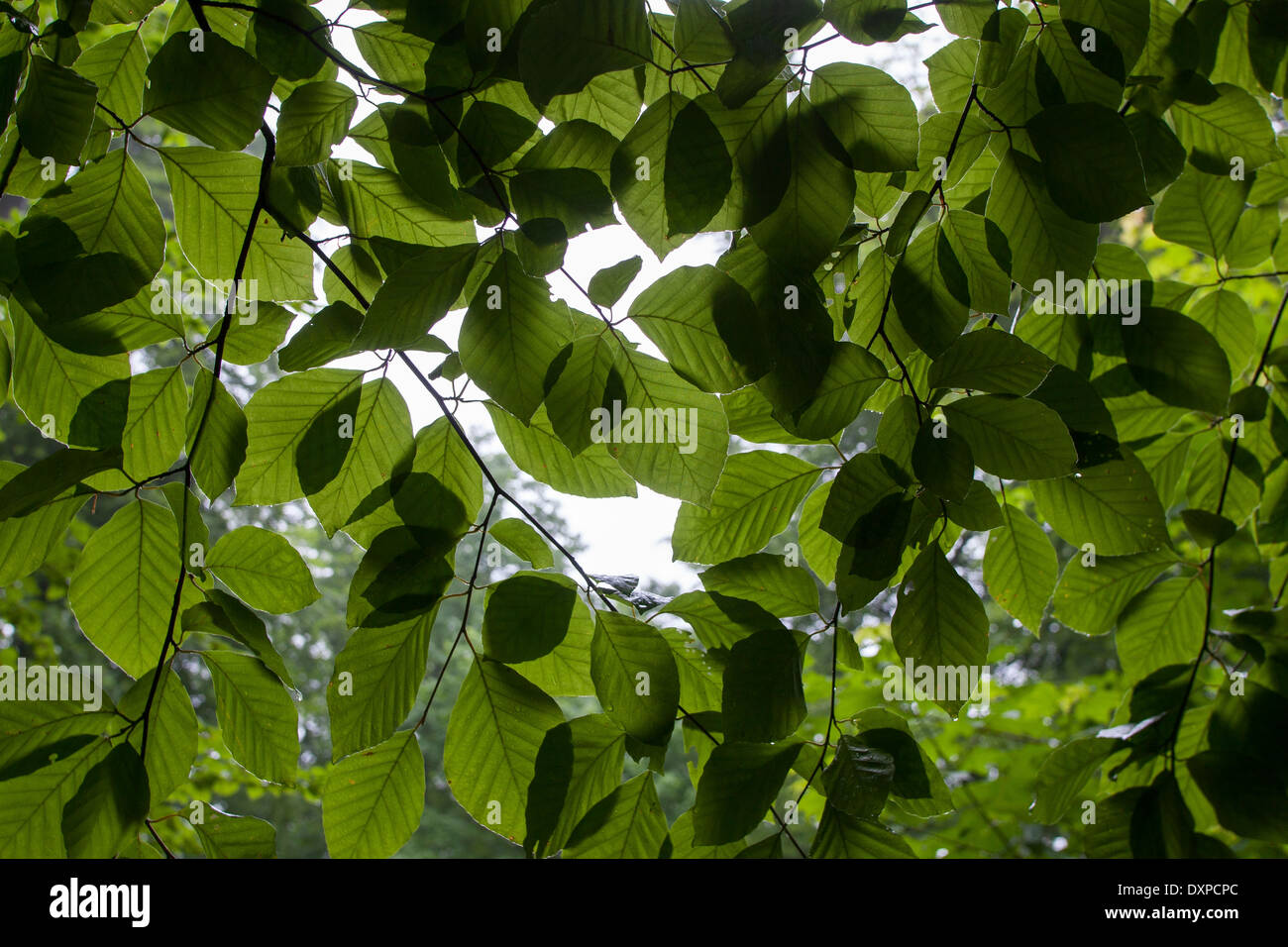 Common Beech, leaf, leaves, Rot-Buche, Rotbuche, Buche, Fagus sylvatica ...