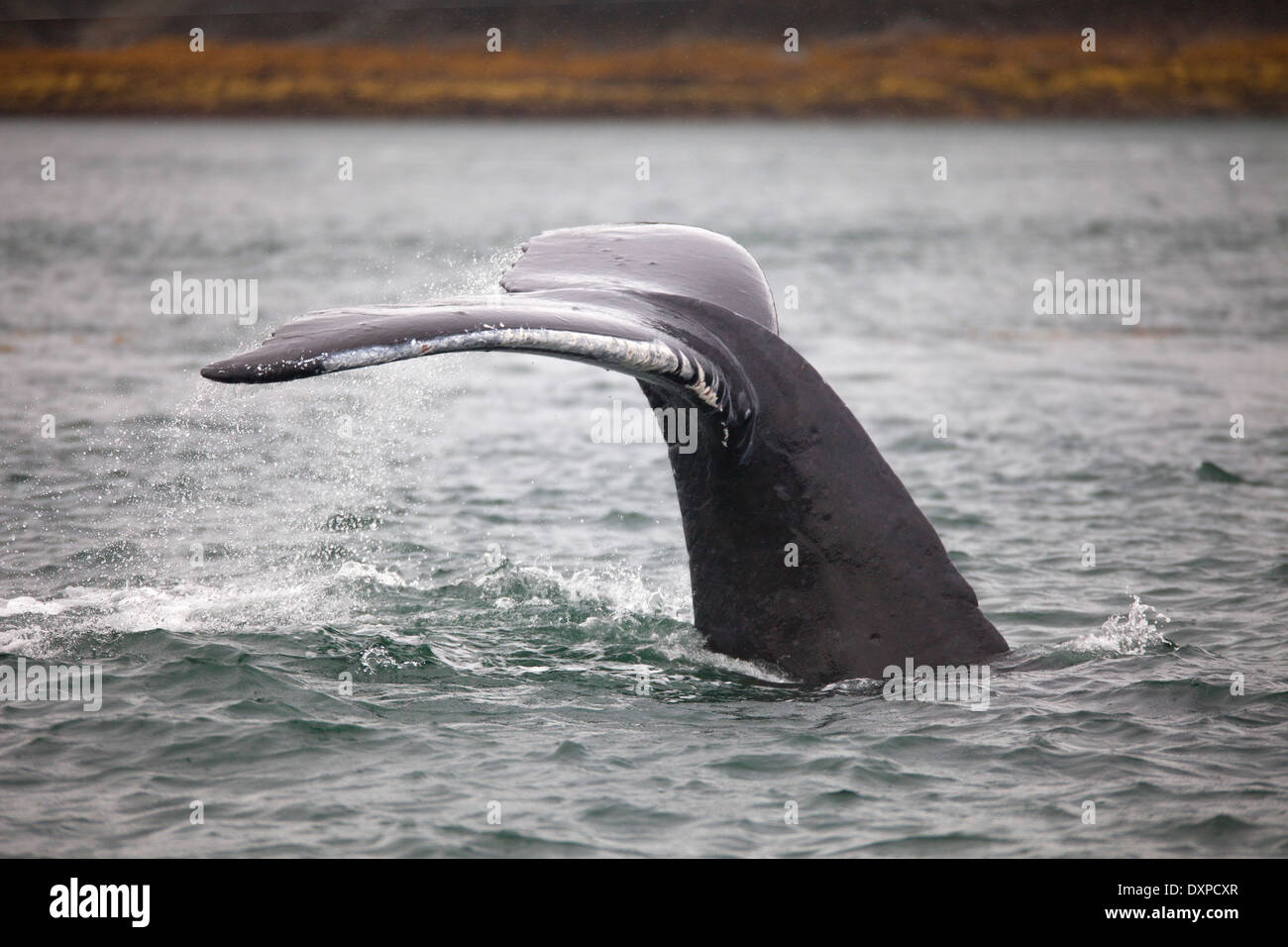 Steve whale hi-res stock photography and images - Alamy