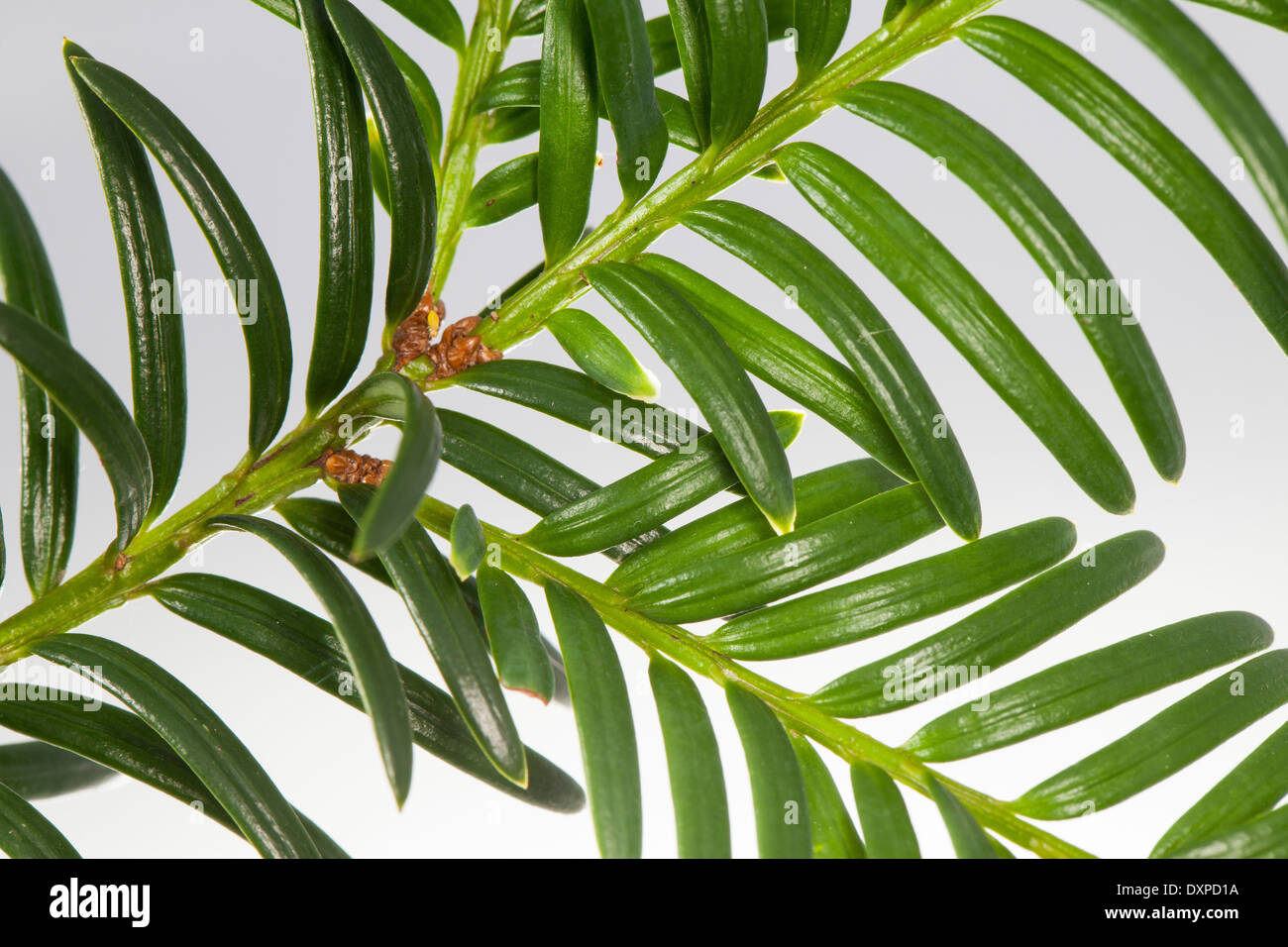 Common yew taxus baccata hi-res stock photography and images - Alamy