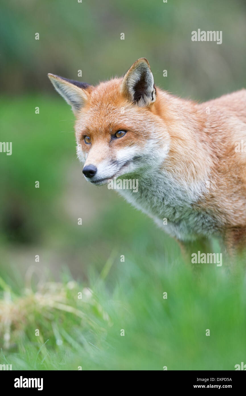 Red fox (Vulpes vulpes Stock Photo - Alamy