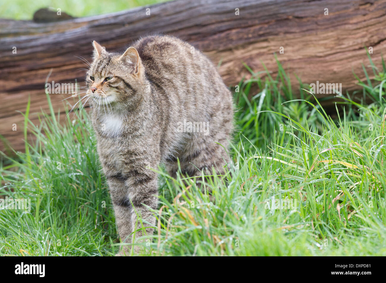 Scottish Wildcat Uk High Resolution Stock Photography and Images - Alamy