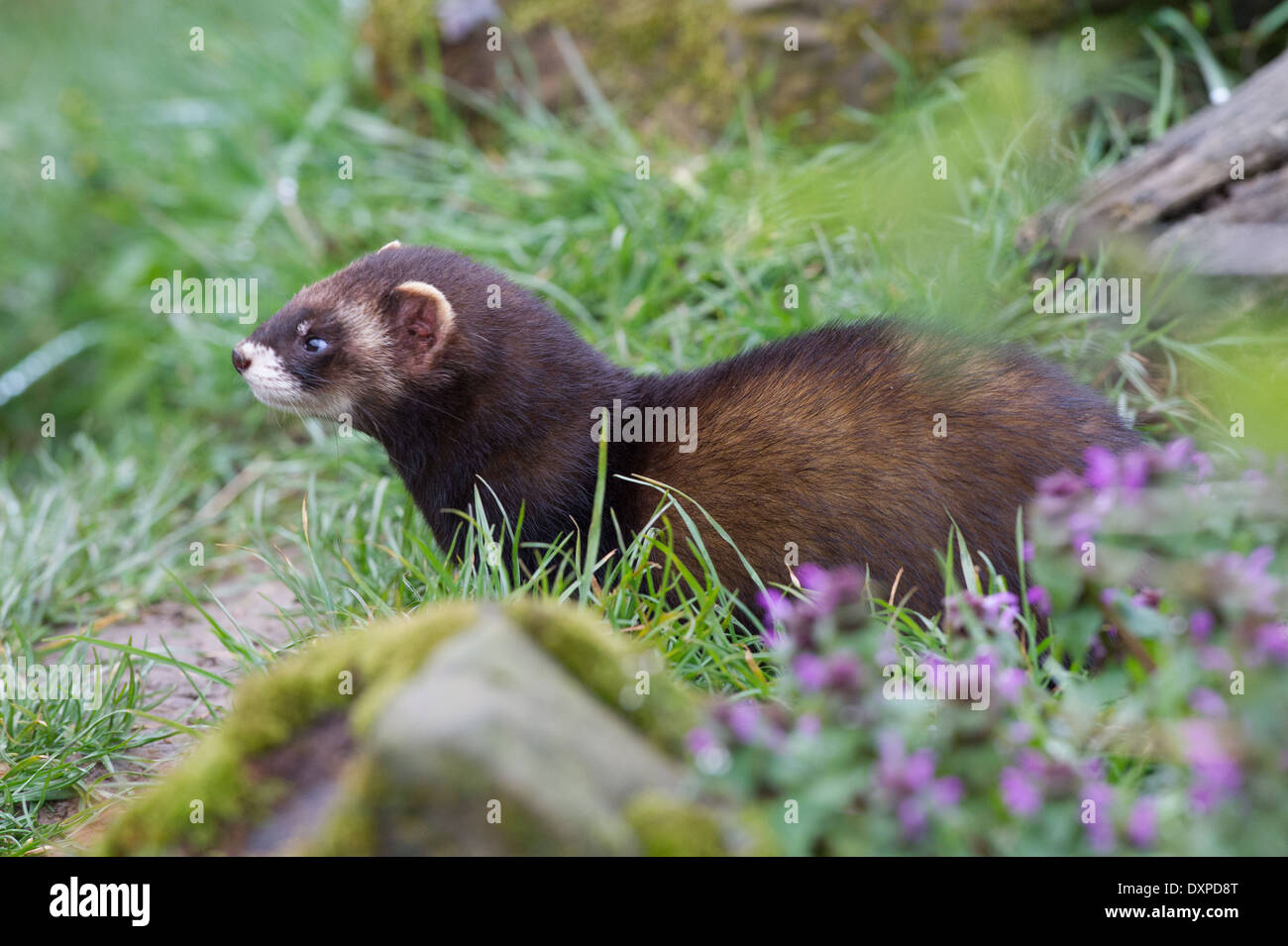 Uk polecat hi-res stock photography and images - Alamy