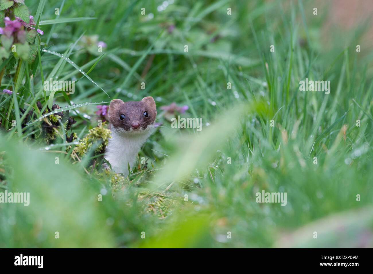 Stoats british hi-res stock photography and images - Alamy