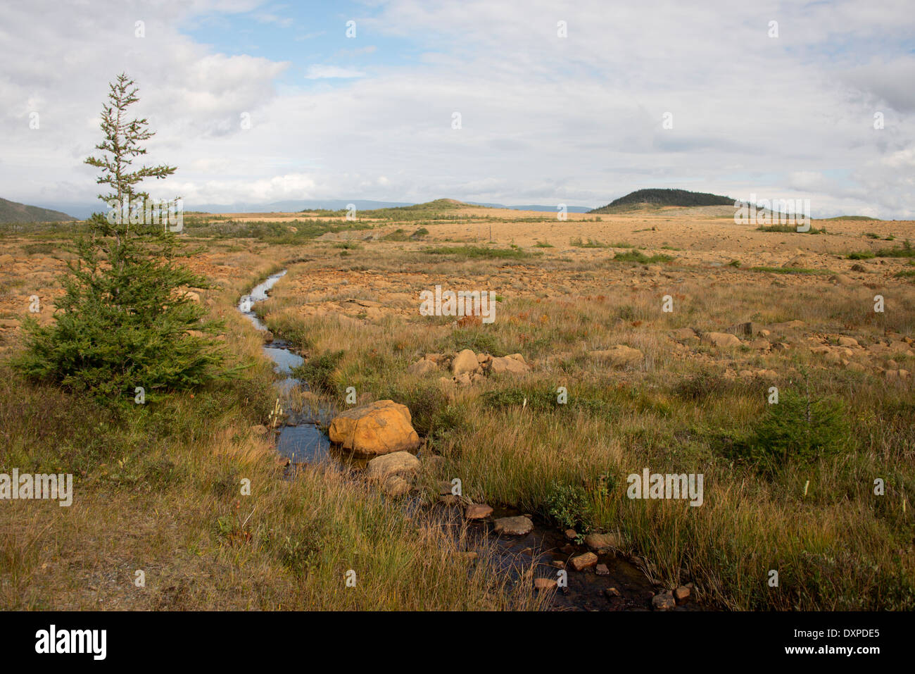 Newfoundland creek hi-res stock photography and images - Alamy