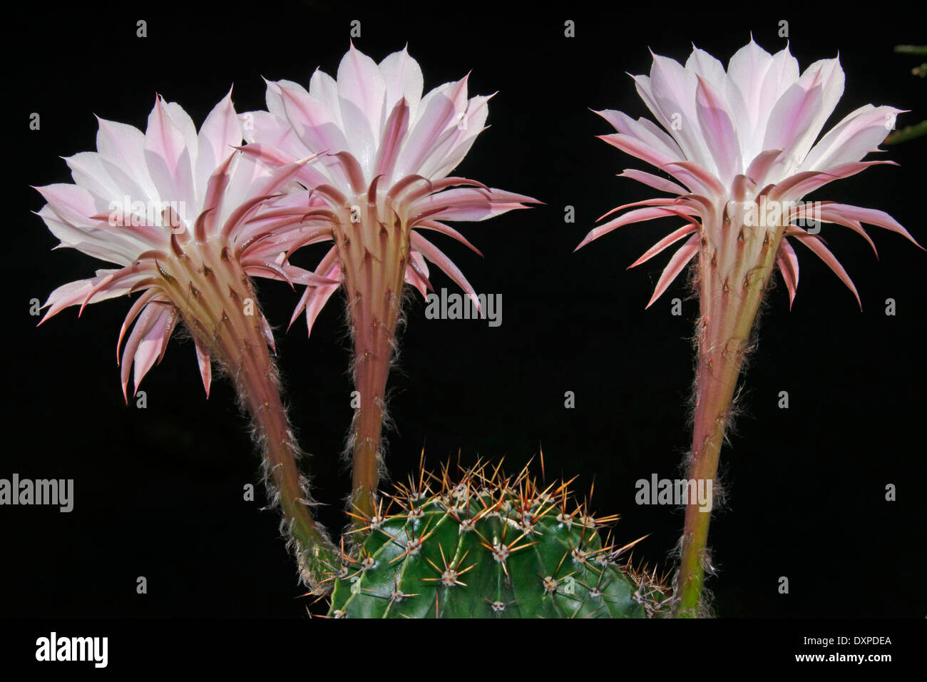Echinopsis hi-res stock photography and images - Alamy