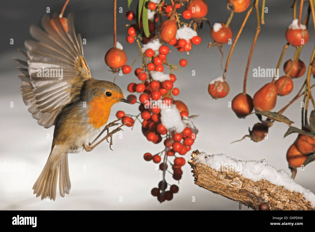 European robin erithacus rubecula flying hi-res stock photography and ...