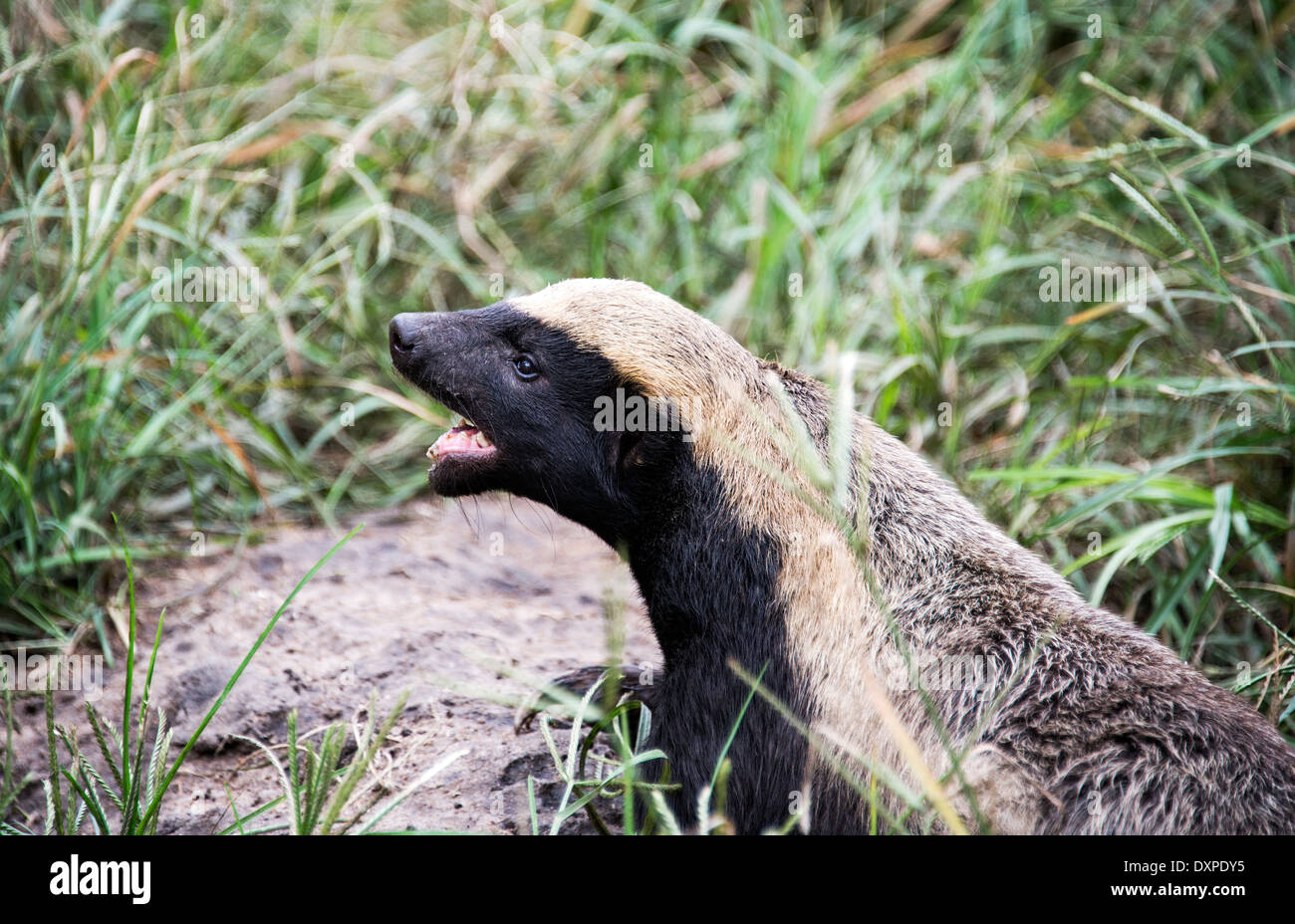 african honey badger or Mellivora capensis Stock Photo - Alamy