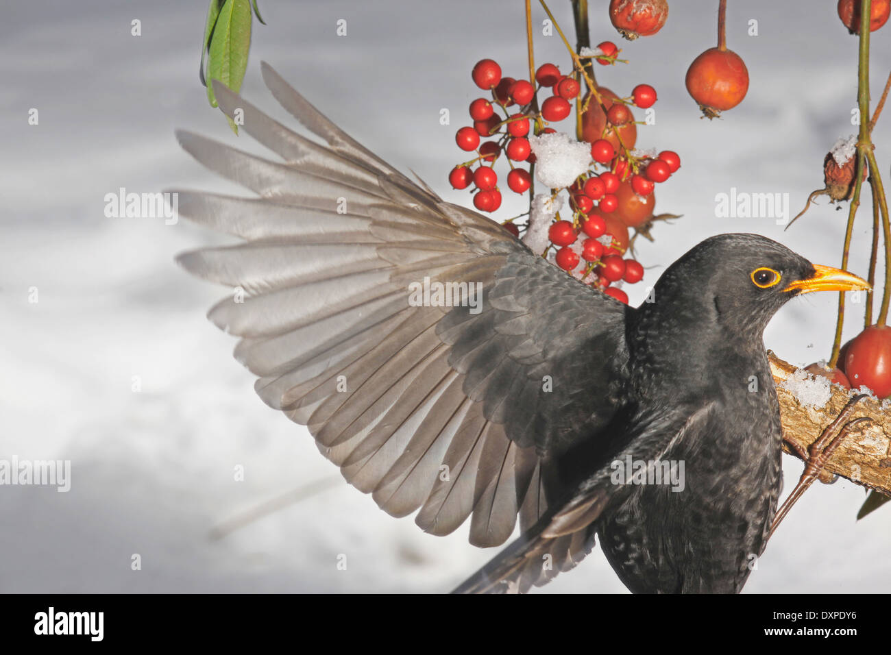 Black Bird male (Turdus merula) closeup in Flight Stock Photo - Alamy