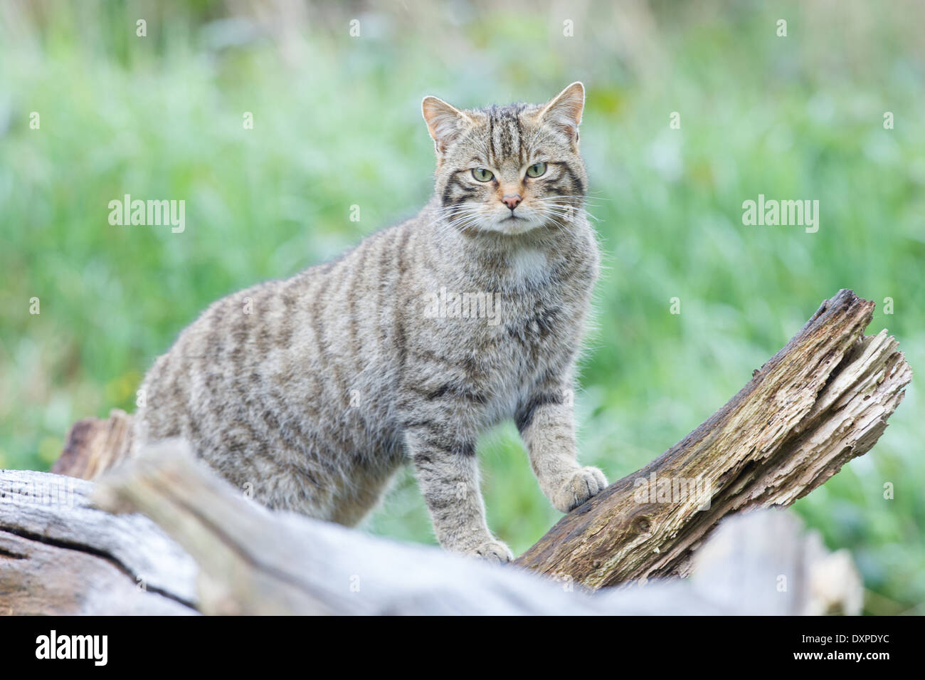 Scottish wildcat scotland hi-res stock photography and images - Alamy